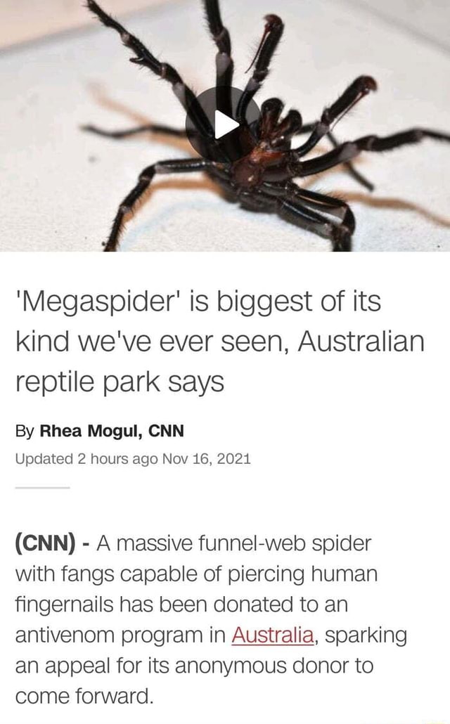 ''Megaspider' is biggest of its kind we've ever seen, Australian ...