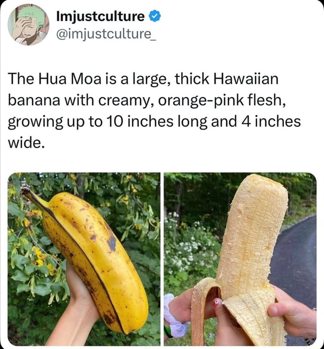 Imjustculture The Hua Moa is a large, thick Hawaiian banana with creamy ...