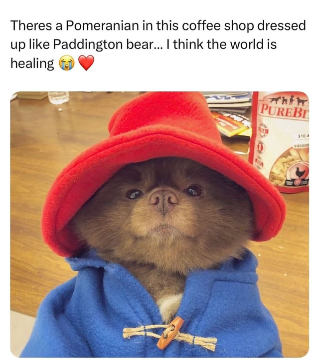 Thats literally a real life Paddington Bear memes explore wholesome ...