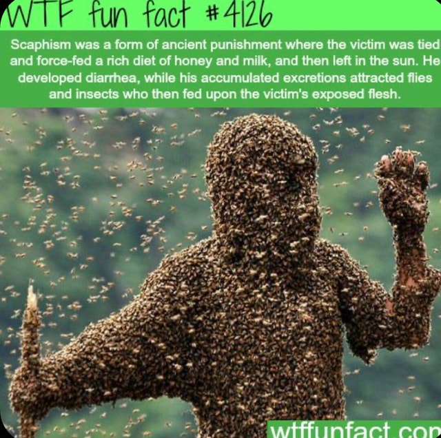 Scaphism was a form of ancient punishment where the victim was tied WW ...