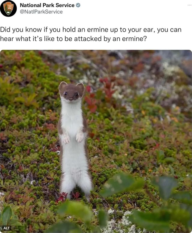 National Park Service @ Did you know if you hold an ermine up to your ...