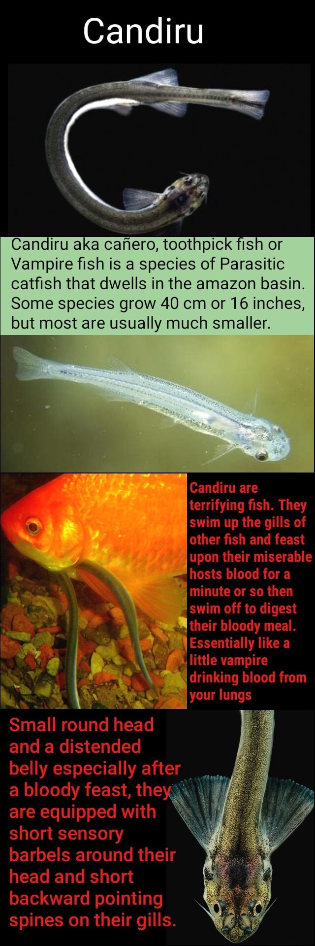 Candiru aka caﬁero, toothpick Ish or Vampire ﬁsh is a species of ...