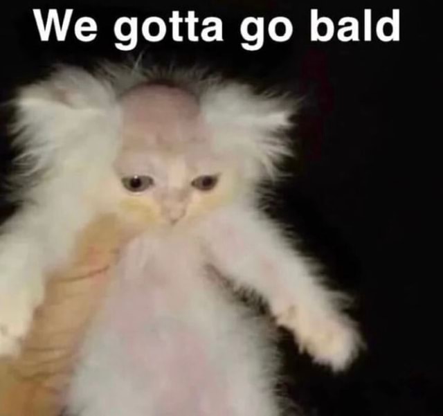 We gotta go bald - iFunny