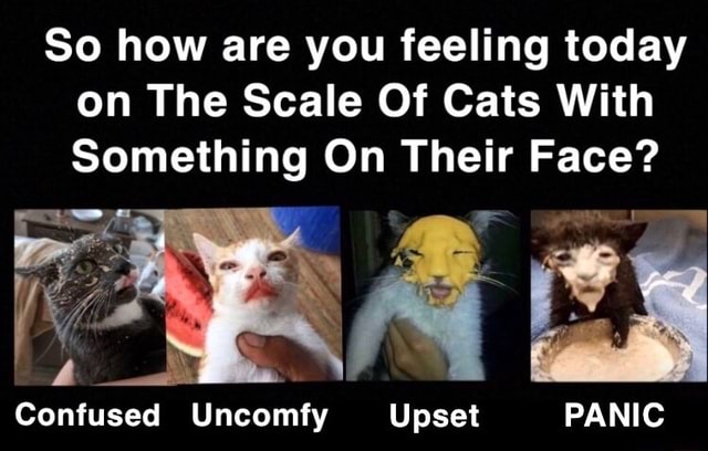 So how are you feeling today on The Scale Of Cats With Something On ...