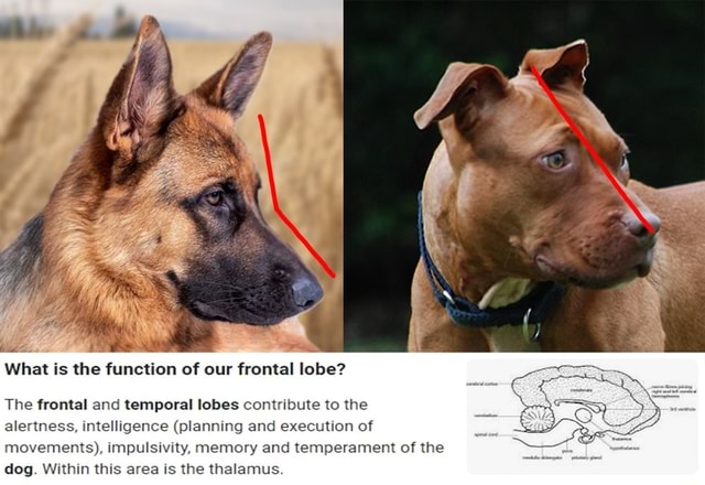 What is the function of our frontal lobe? The frontal and temporal ...