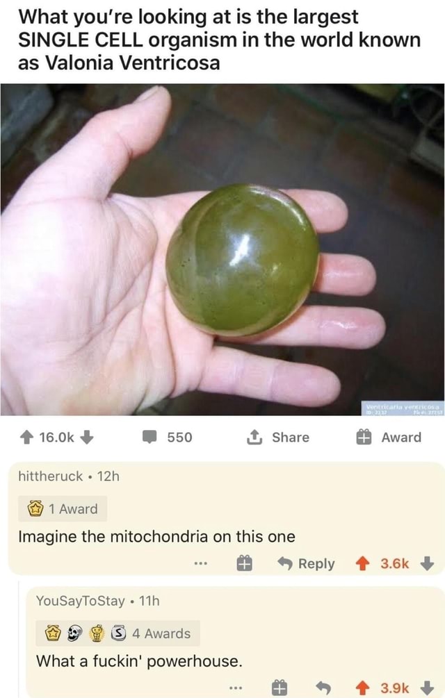 What you're looking at is the largest SINGLE CELL organism in the world ...