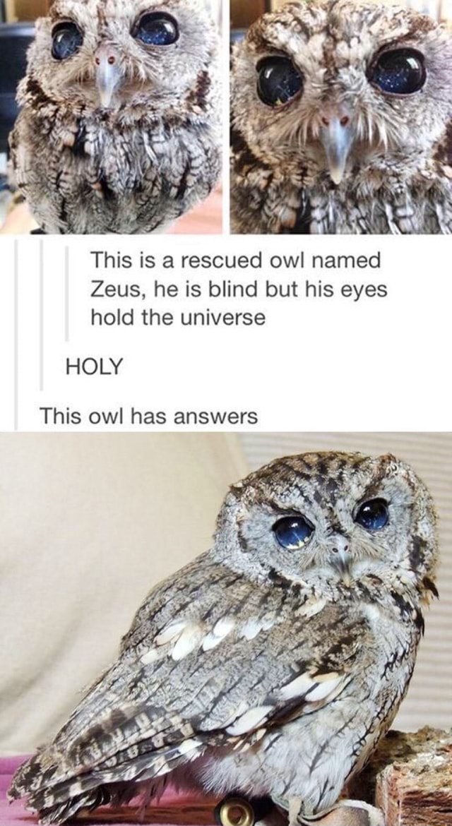 This is a rescued owl named Zeus, he is blind but his eyes hold the ...