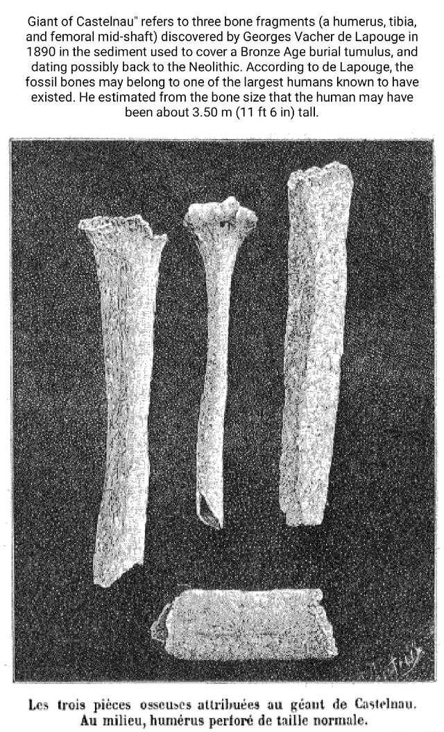 Giant of Castelnau" refers to three bone fragments (a humerus, tibia ...