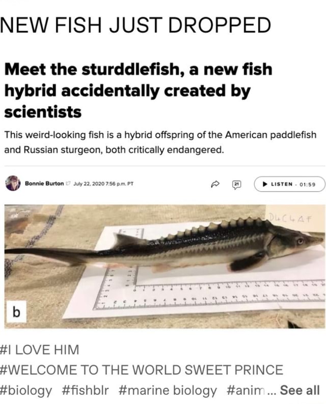 NEW FISH JUST DROPPED Meet the sturddlefish, a new fish hybrid ...