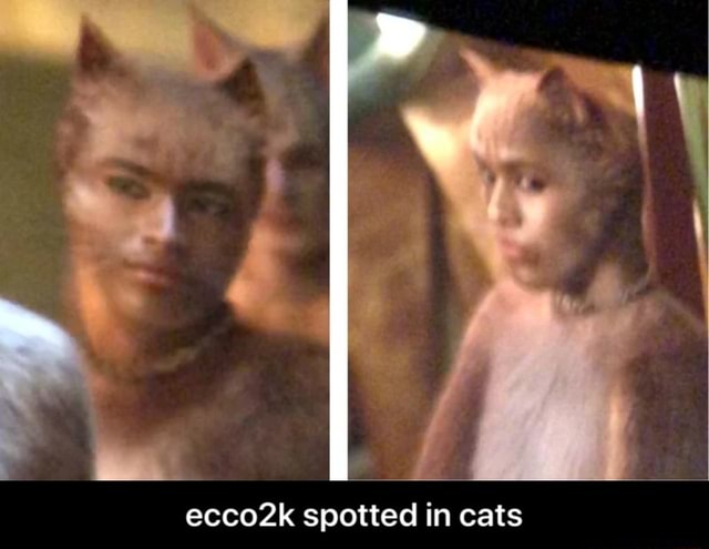 Ecco2k spotted in cats - ecco2k spotted in cats - iFunny
