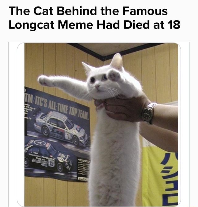 The Cat Behind the Famous Longcat Meme Had Died at 18 - iFunny