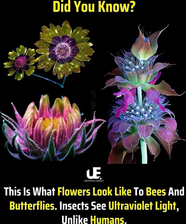 Did You Know? This Is What Flowers Look Like To Bees And Butterflies ...