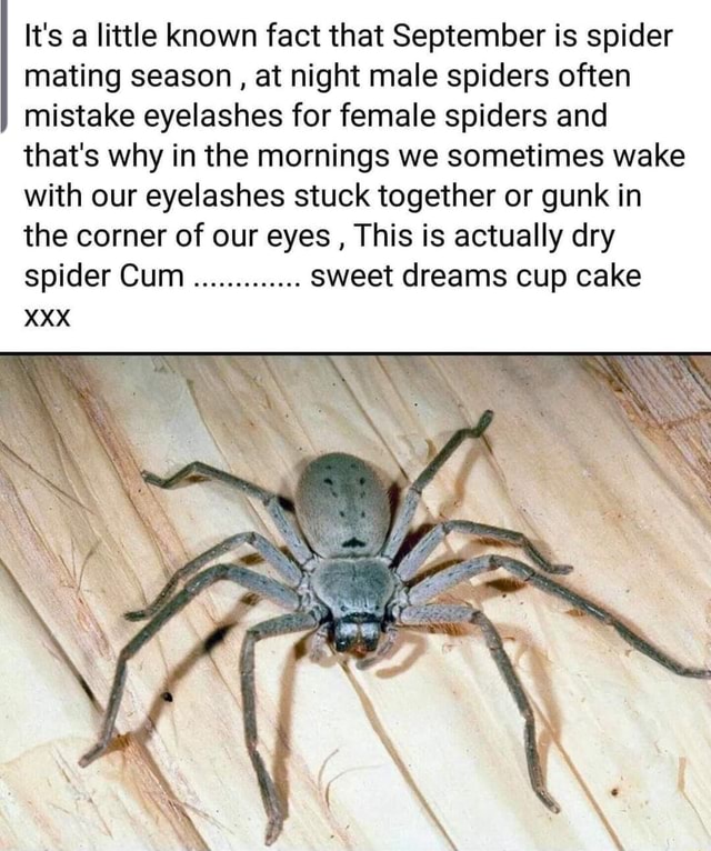 It's a little known fact that September is spider mating season, at ...