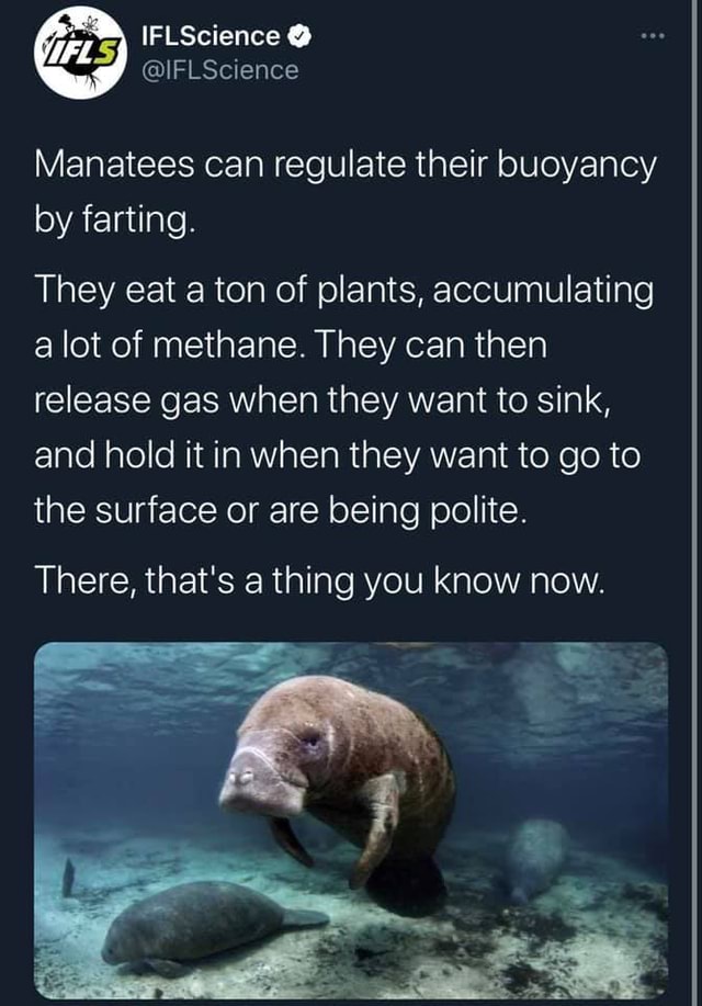 @IFLScience Manatees can regulate their buoyancy by farting. They eat a ...