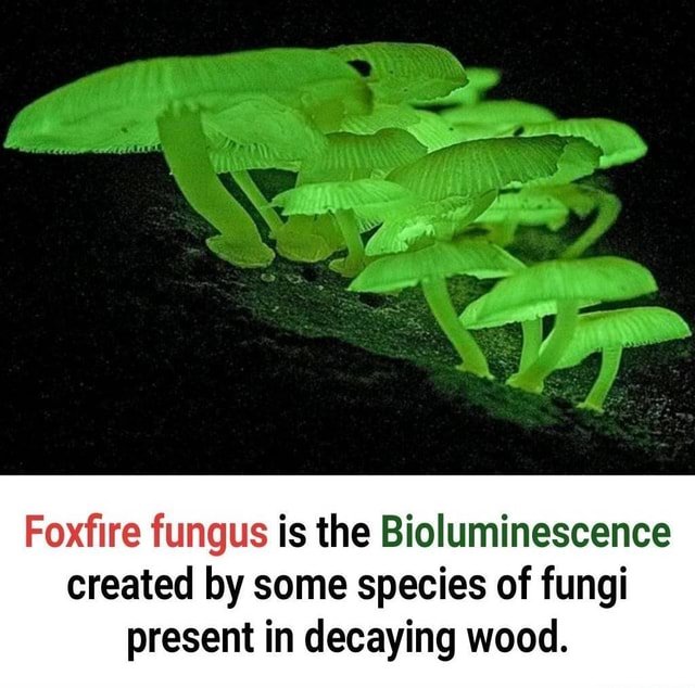 NS Foxfire fungus is the Bioluminescence created by some species of ...