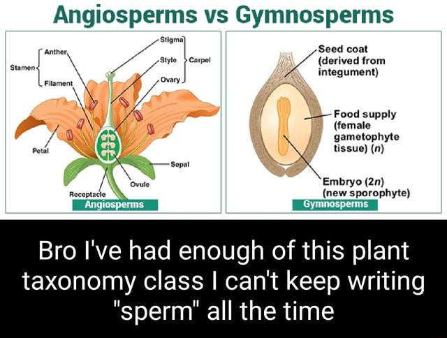 Angiosperms vs Gymnosperms Stigma Anther, Seed coat Style Carpel ...