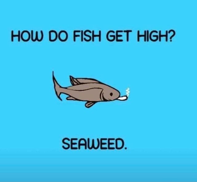 HOW DO FISH GET HIGH? SEAWEED. - America’s best pics and videos