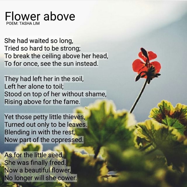 Flower above POEM: TASHA LIM She had waited so long, Tried so hard to ...