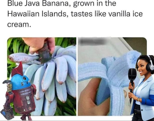 Blue Java Banana, grown in the Hawaiian Islands, tastes like vanilla ...
