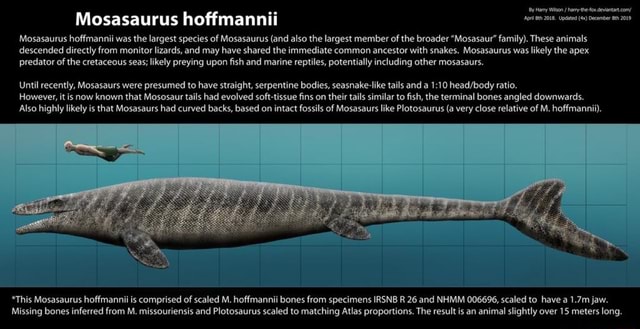 Mosasaurus hoffmannii Pepe pop Mosasaurus hoffmannii was the largest ...