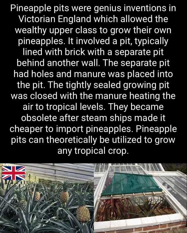Pineapple pits were genius inventions in Victorian England which ...