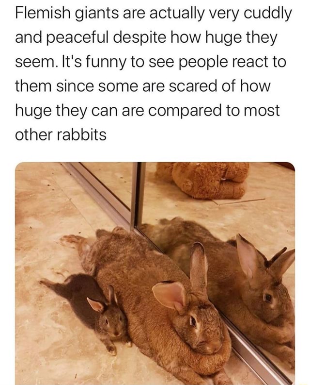 Flemish giants are actually very cuddly and peaceful despite how huge ...