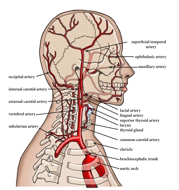 Superficial temporal ophthalmic artery maxillary artery occipital ...