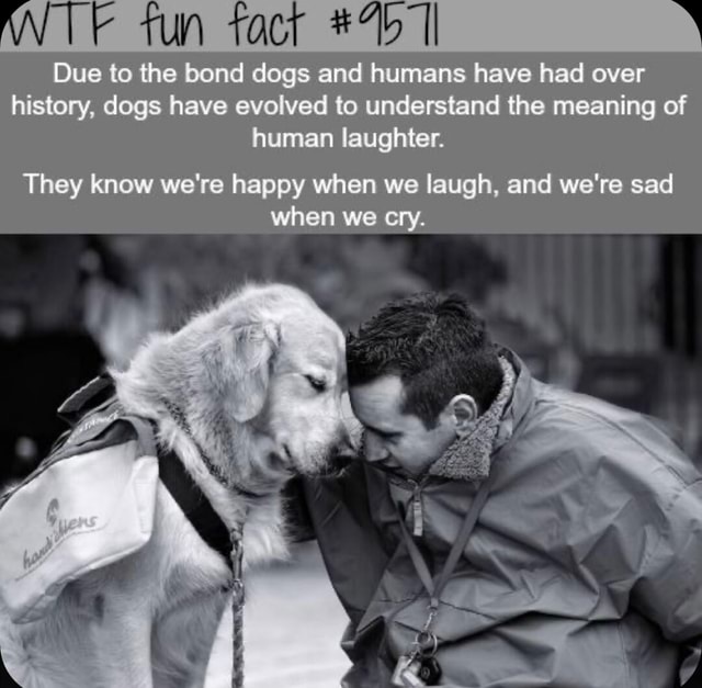 Ocr Due to the bond dogs and humans have had over history, dogs have ...