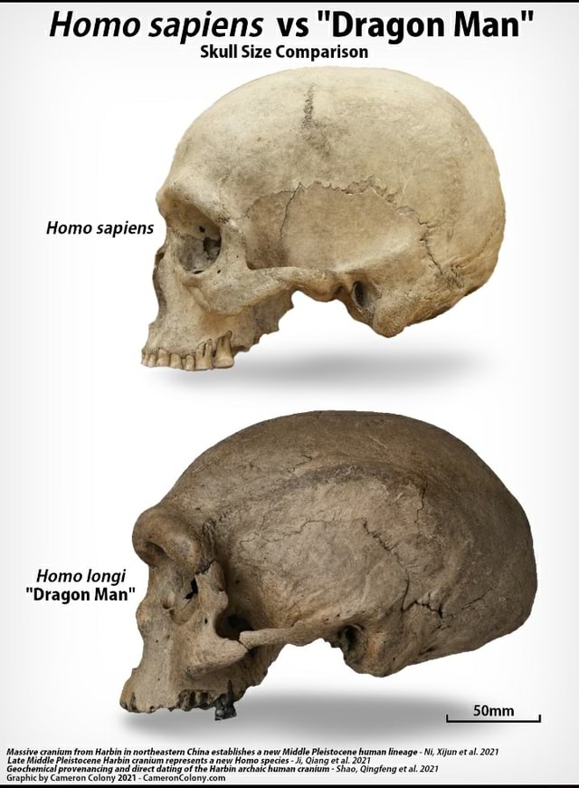 Homo sapiens vs "Dragon Man" Skull Size Comparison Homo sapiens Homo ...