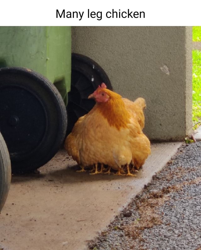 Many leg chicken - iFunny