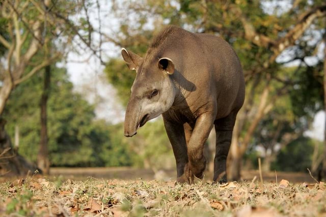 These endangered odd-toed ungulates are closest related to rhinos and ...