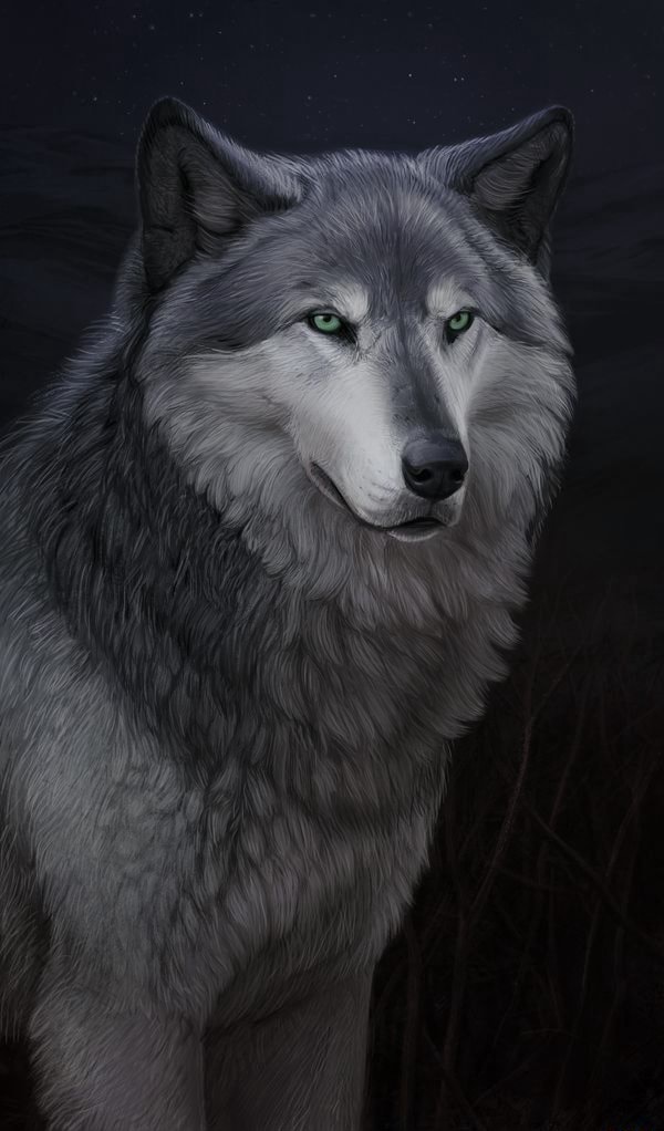 The wolf bonded to FitzChivalry. Character from the Fitz and the Fool ...