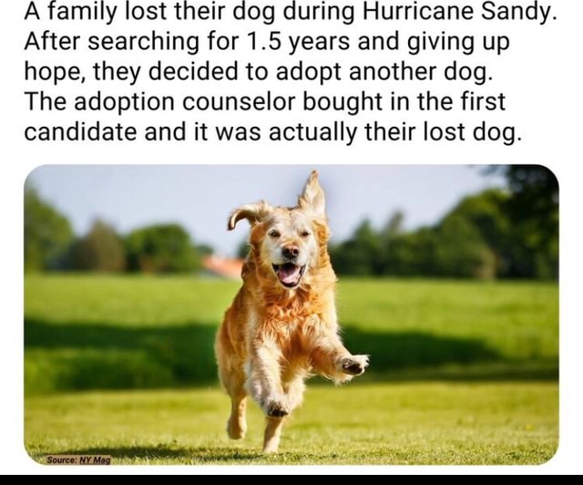 A family lost their dog during Hurricane Sandy. After searching for 1.5 ...