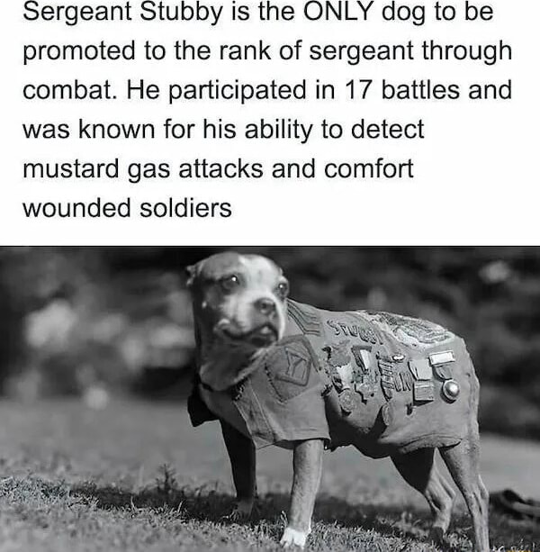 Sergeant Stubby is the ONLY dog to be promoted to the rank of sergeant ...