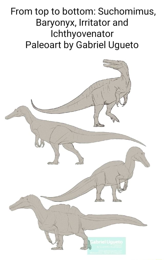 From top to bottom: Suchomimus, Baryonyx, Irritator and Ichthyovenator ...