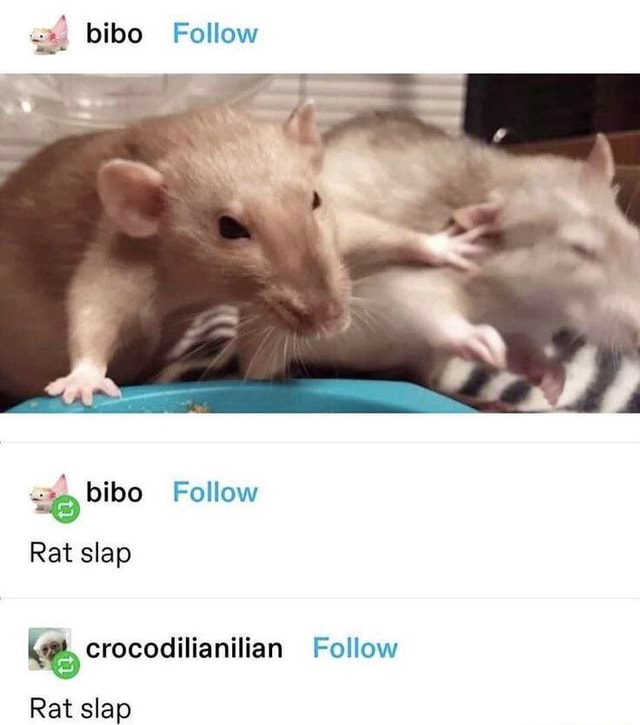 Bibo Follow ed Follow Rat slap Follow Rat slap - iFunny