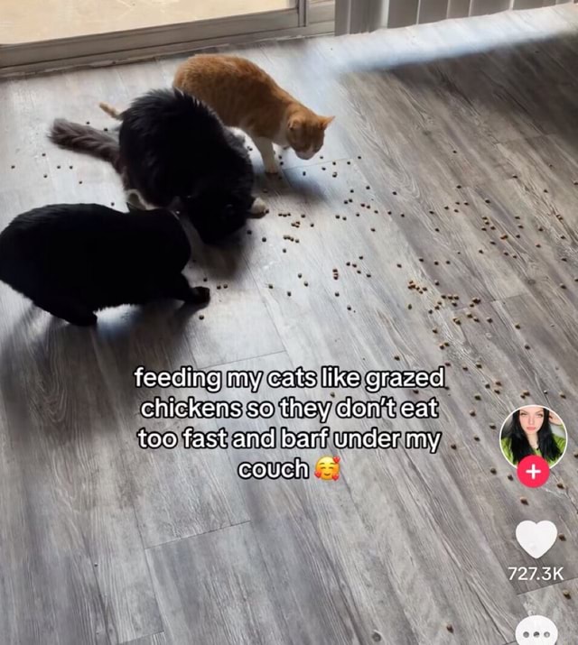 Feeding my cats like grazed chickens so they don't eat too fast and ...