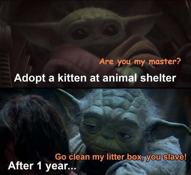 Go clean my litter box y'éu slave! - iFunny
