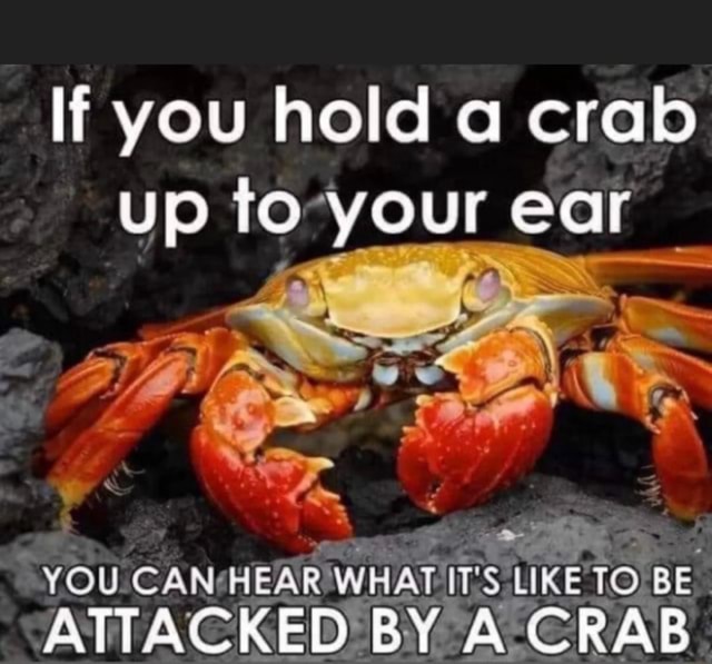 If you hold crab up your ear _ id as YOU CAN HEAR WHAT ITS TIKE TO BE ATTACKED BY CRAB - iFunny