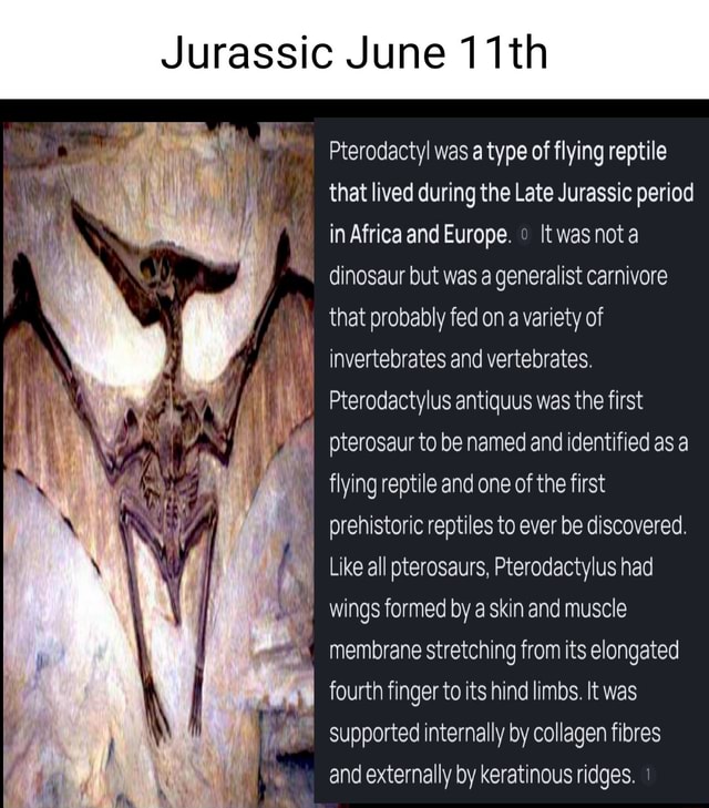Jurassic June 11th Pterodactyl was a type of flying reptile that lived ...