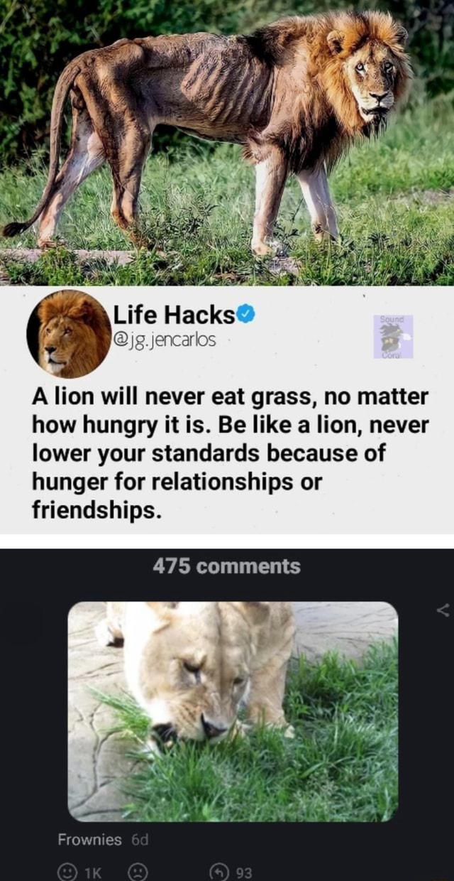 Life Hacks @jg jencartos A lion will never eat grass, no matter how ...