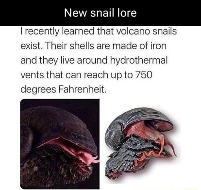 New snail lore recently learned that volcano snails exist. Their shells ...