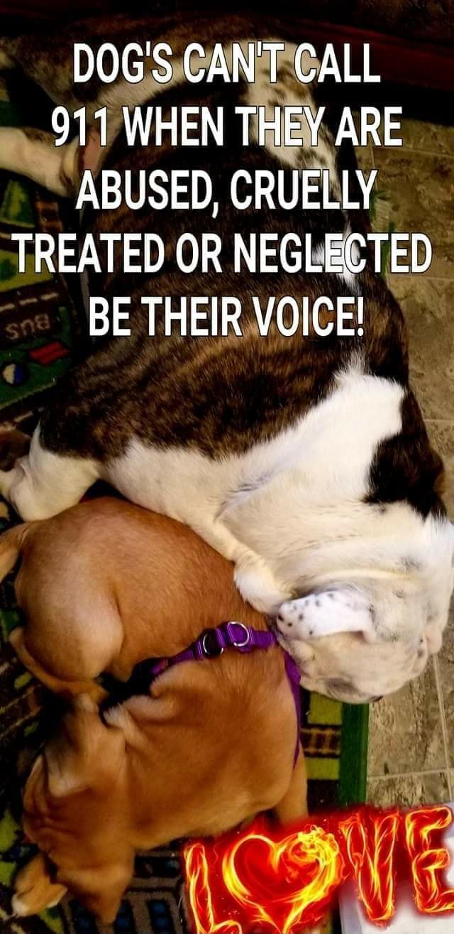 DOG'S CANT CALL 911 WHEN THEY ARE ABUSED, CRUELLY TREATED OR NEGLECTED ...