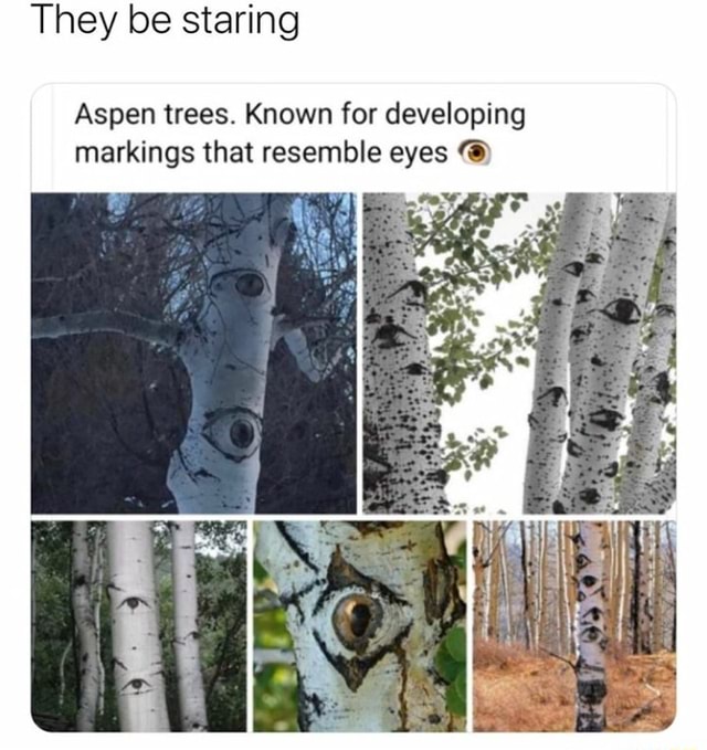 They be staring Aspen trees. Known for developing markings that ...
