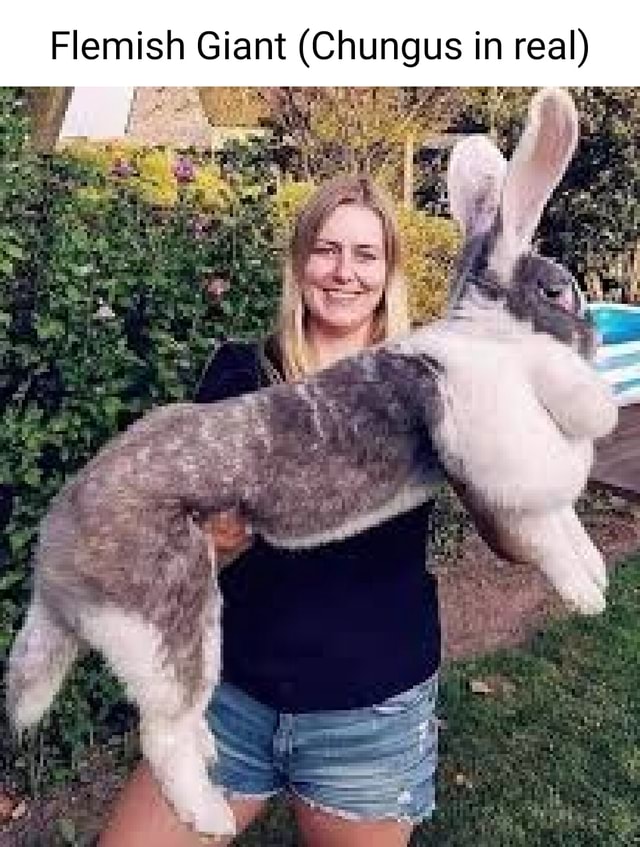 Flemish Giant (Chungus in real) - iFunny