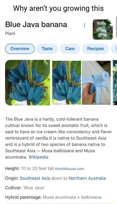 Why aren't you growing this Blue Java banana Plant Taste Care -Recipe ...