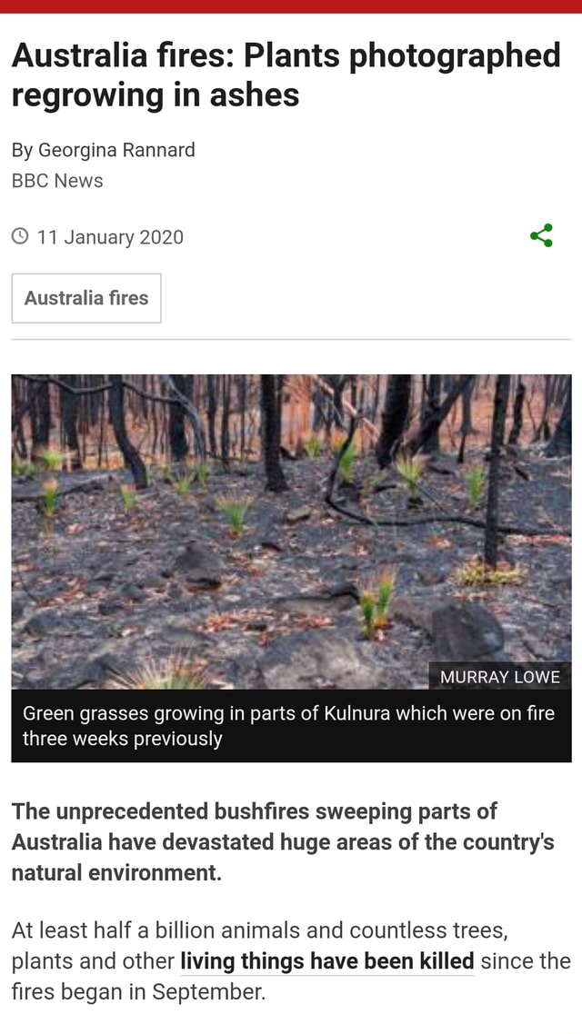 Australia fires: Plants photographed regrowing in ashes By Georgina ...