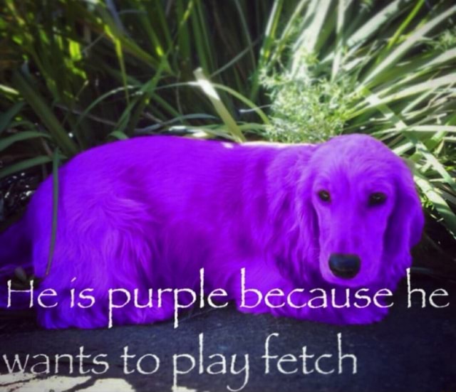 He is purple because he wants to play fetch - iFunny