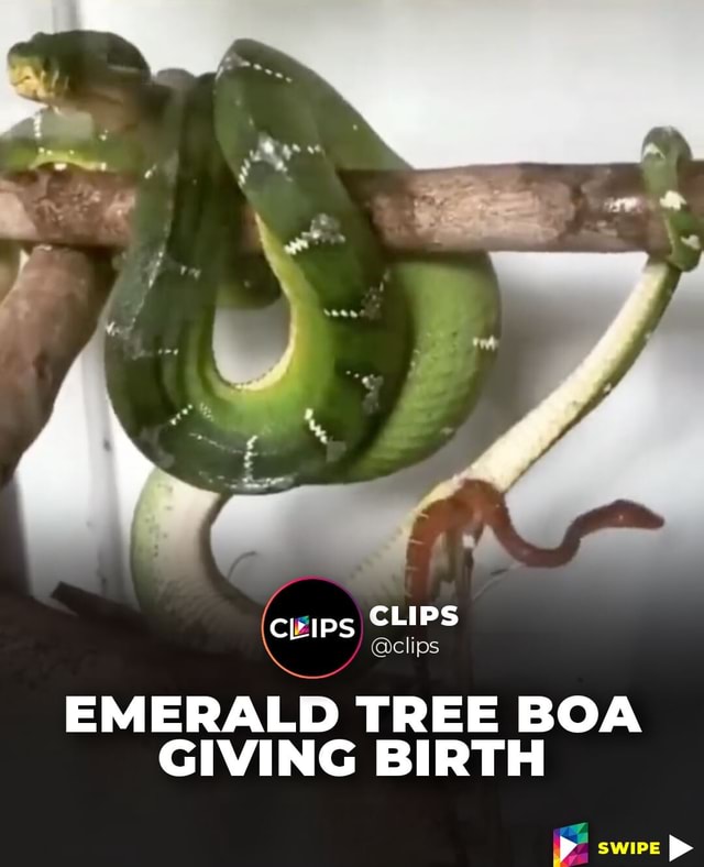 Emerald tree boas are known as live bearing snakes This means that they ...
