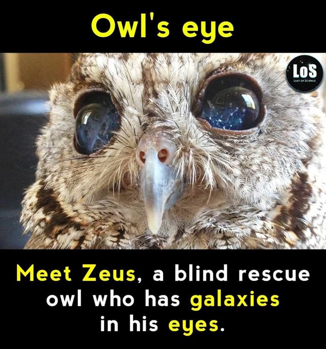 Owl's eve SS Meet Zeus, a blind rescue owl who has galaxies in his eyes ...